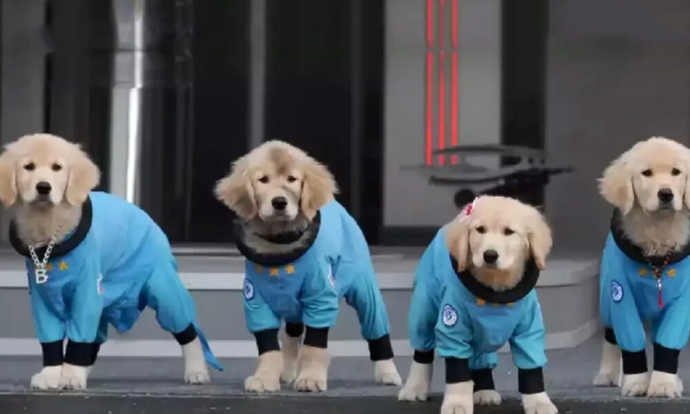 Pup Academy Season 3 Release Date, Cast, Plot, Trailer & More ...