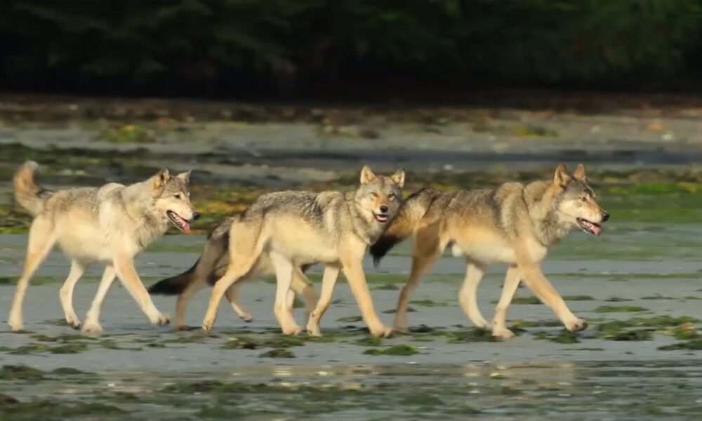 Island of the Sea Wolves Season 2 Release Date, Cast, Plot, Trailer ...